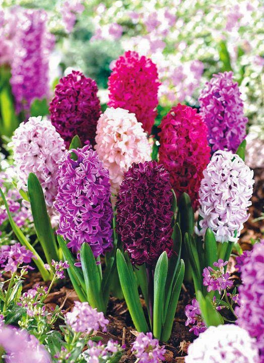 The quintessential spring flower, Hyacinths - Flowers Gardens