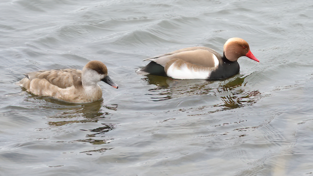 Outdoor Photography: Krooneend versus Fuut