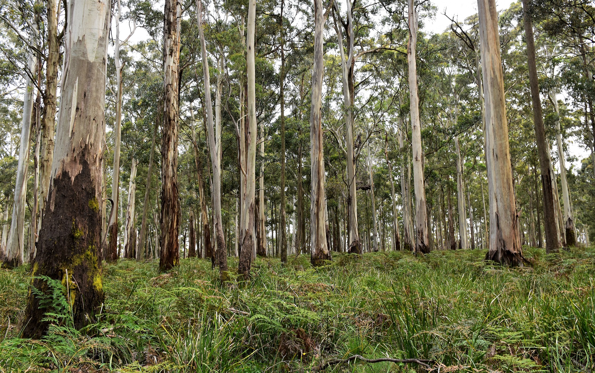 Goin' Feral One Day At A Time: Babbington Hill, Wombat State Forest ...