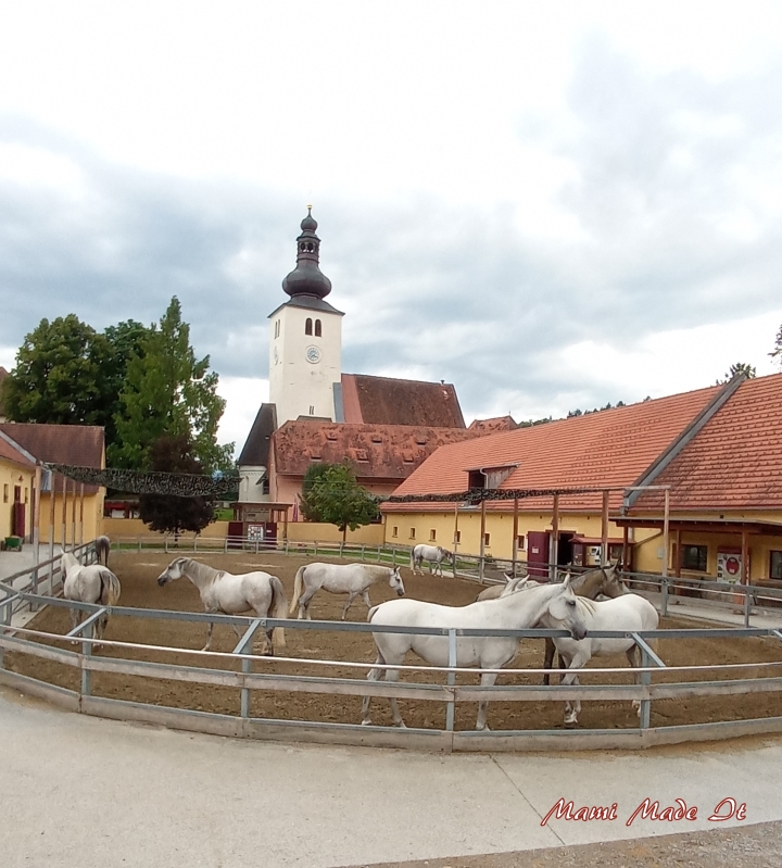 Mami Made It: Lipizzanergestüt Piber - Lipizzaner Stud Farm Piber