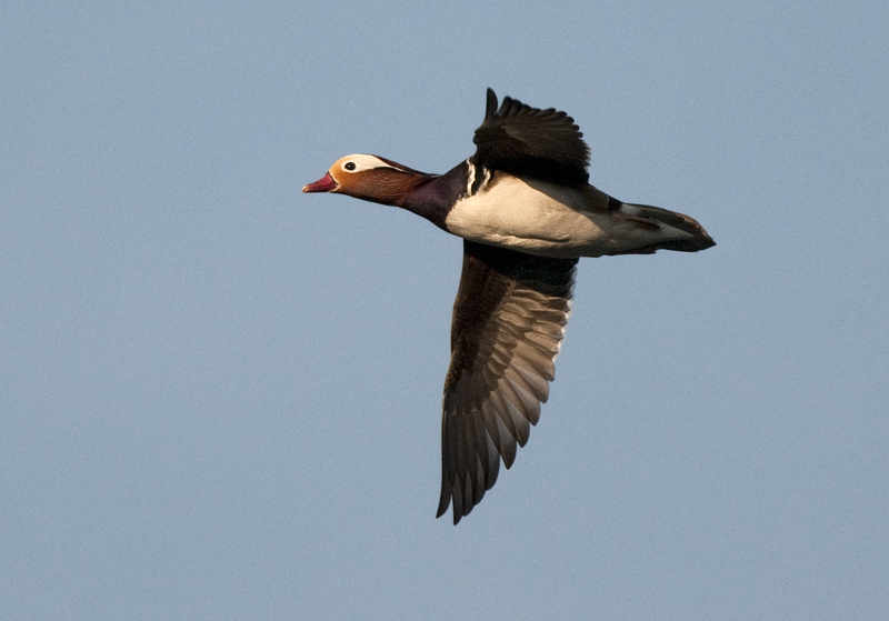 The wild side: Three-bird flight