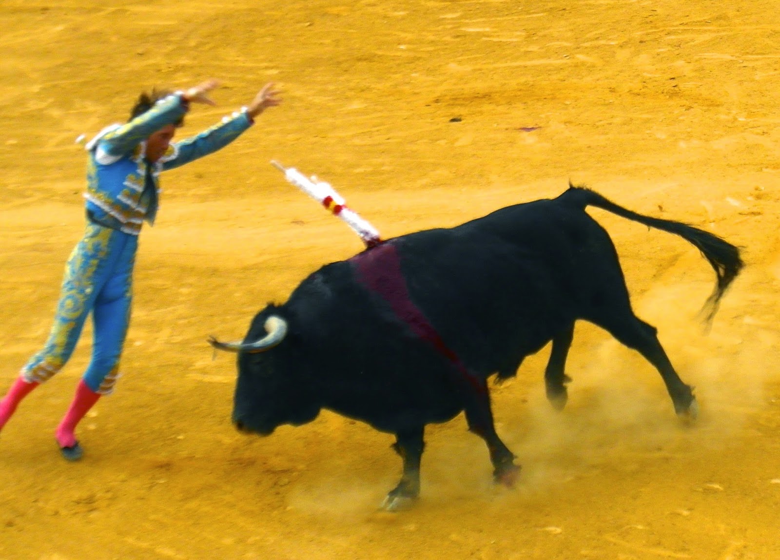 Toreo en Red Hondo: TORO (Zamora): corrida concurso, y un torero ...