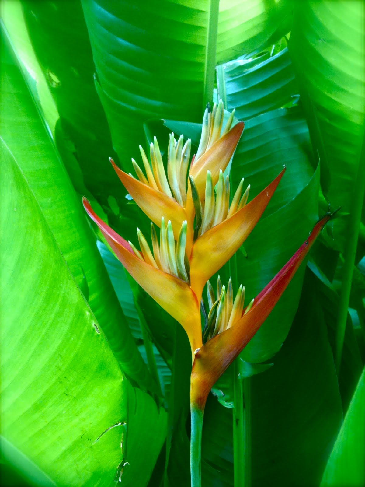 Finding My Aloha: Aloha from Hawaii!