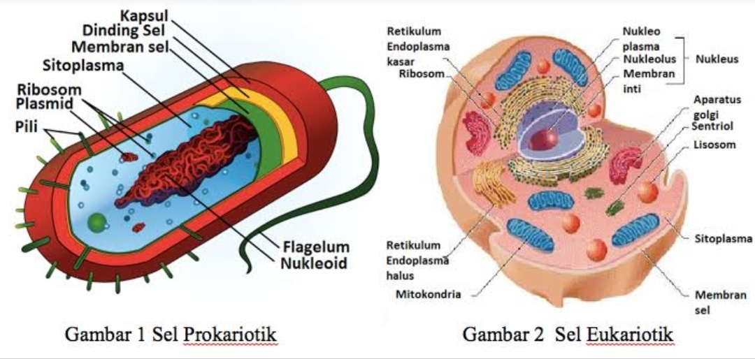 Perbedaan Sel Prokariotik Dan Sel Eukariotik