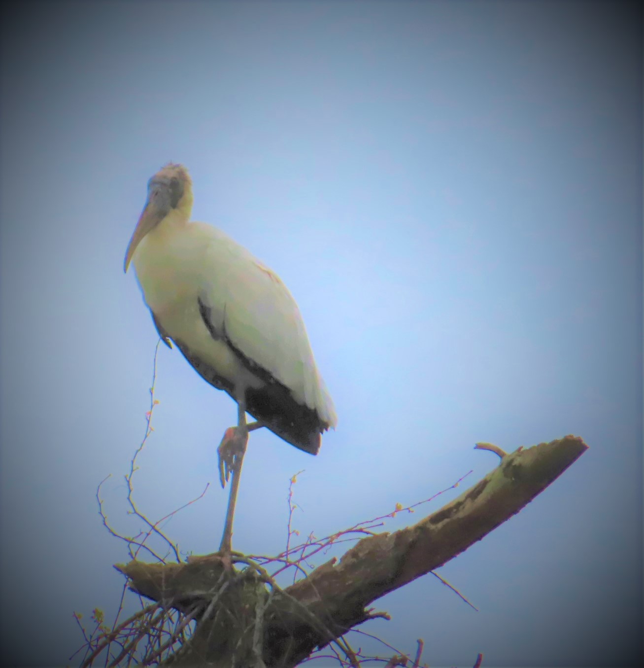 Angels for You: The Wood Stork on High: An Angel Message