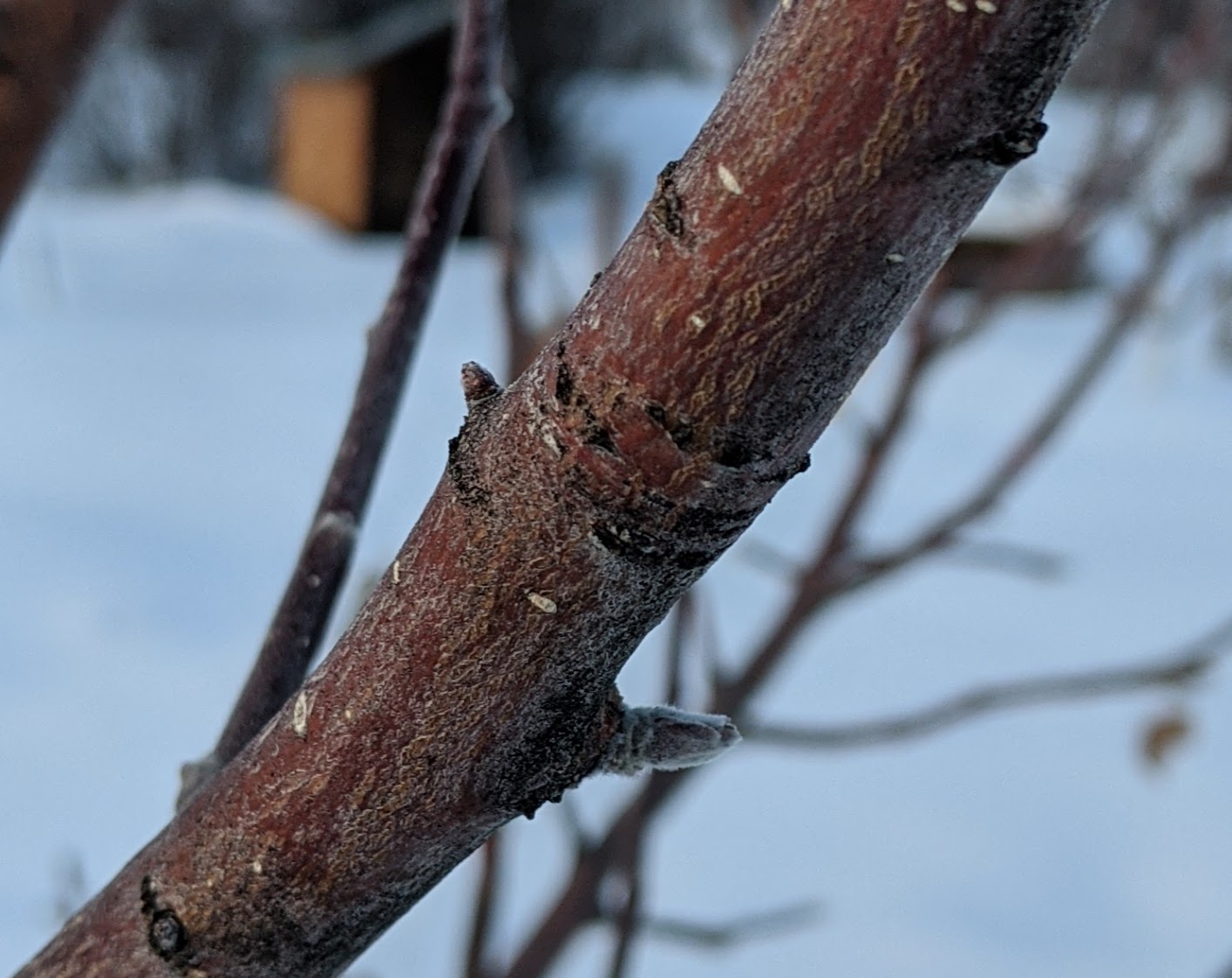 Fruit Tree Pruning at Its Best: Lesson 8: Corrective Pruning
