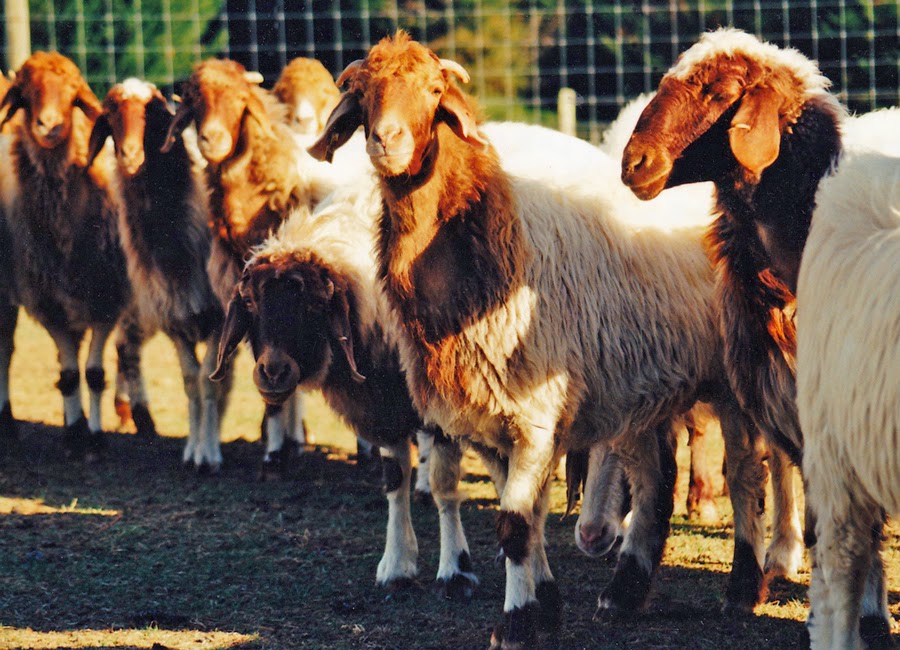 Woolshed 1: New Zealand agricultural history. No 25. Importing exotic ...