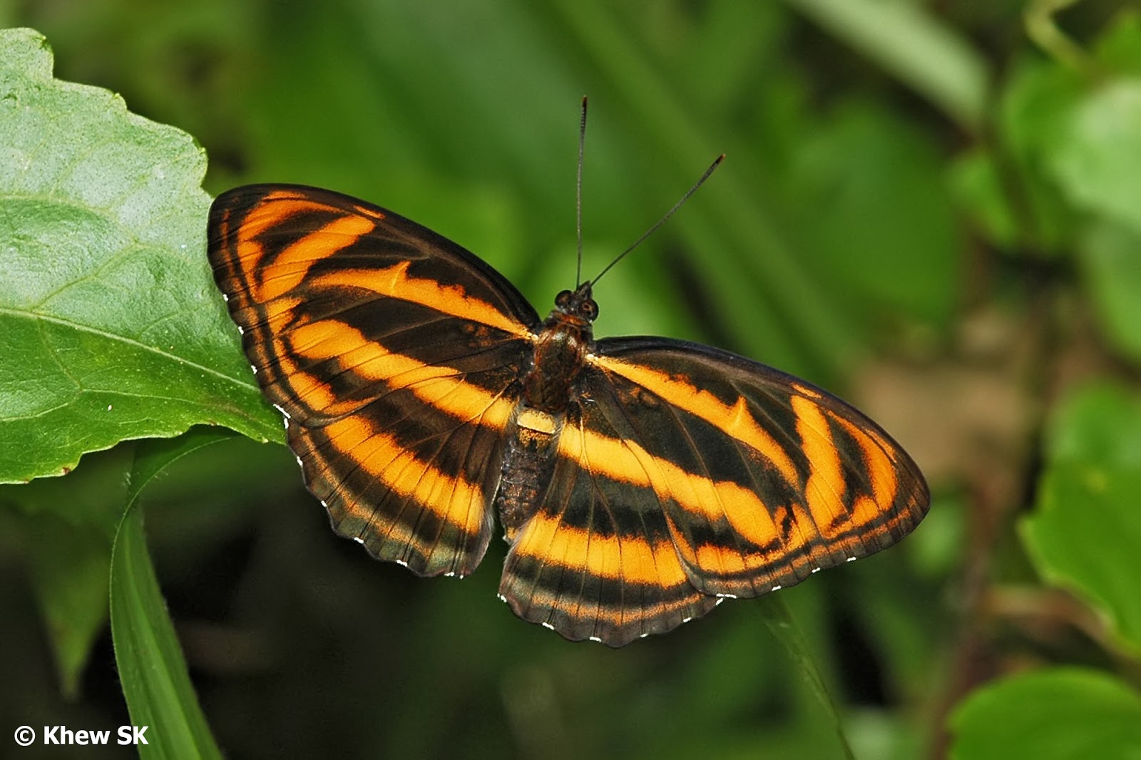 Butterflies of Singapore: Sep 5, 2020