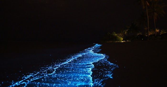 Biolugando: BIOreportagem sobre algas BIOluminescentes