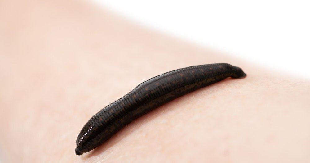 Lintah Tidak Bertulang