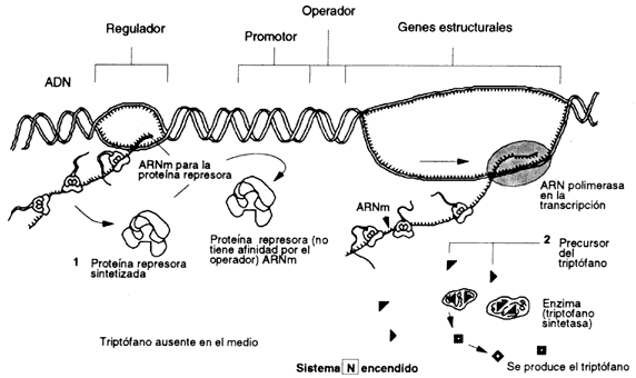 anonymous_biologist: Operón de Triptófano