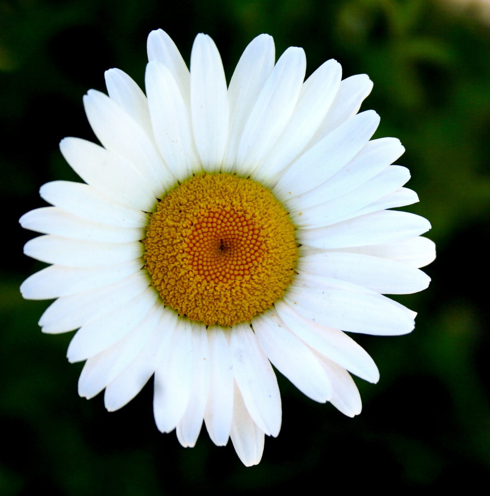 Patiently Waiting for Spring - Judy Winter