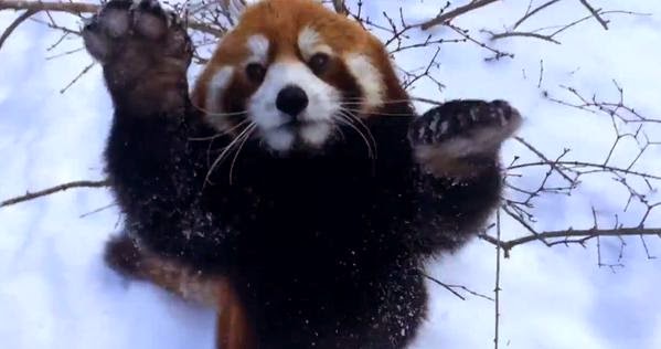 White Wolf : Red pandas playing in snow are having the time of their ...
