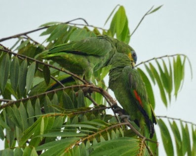 Aves de Venezuela con Historias: Guaro, Loro guaro