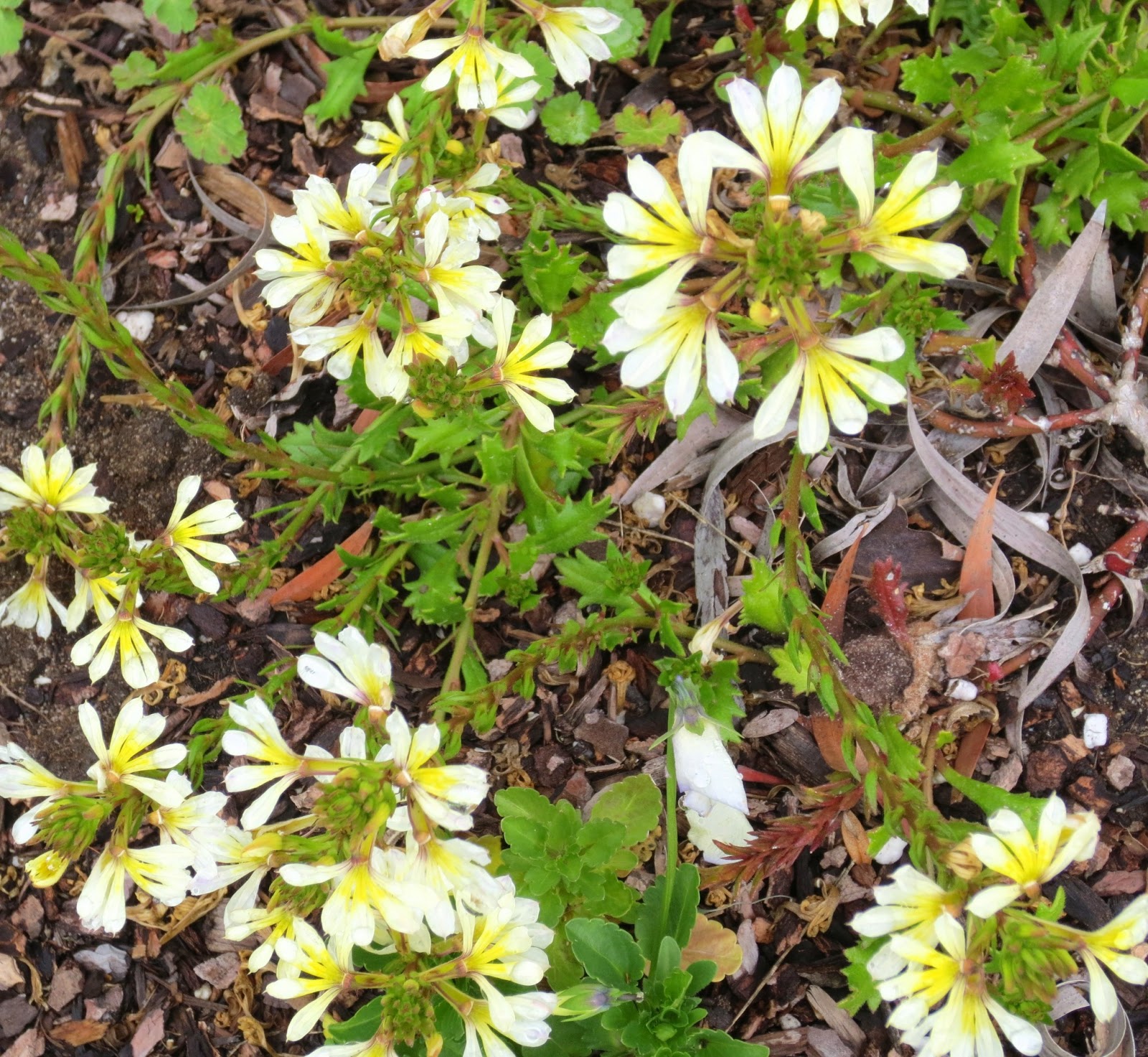 Late to the Garden Party: A side benefit of taking pictures