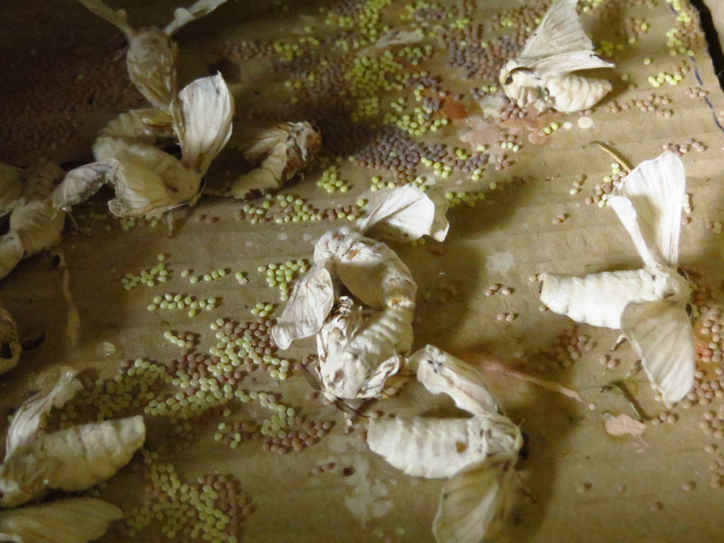 tracce minime: Bachi da seta a Cingoli