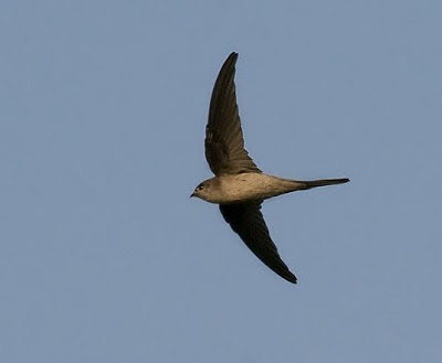 Asian Palm Swift - ARUNACHALA BIRDS