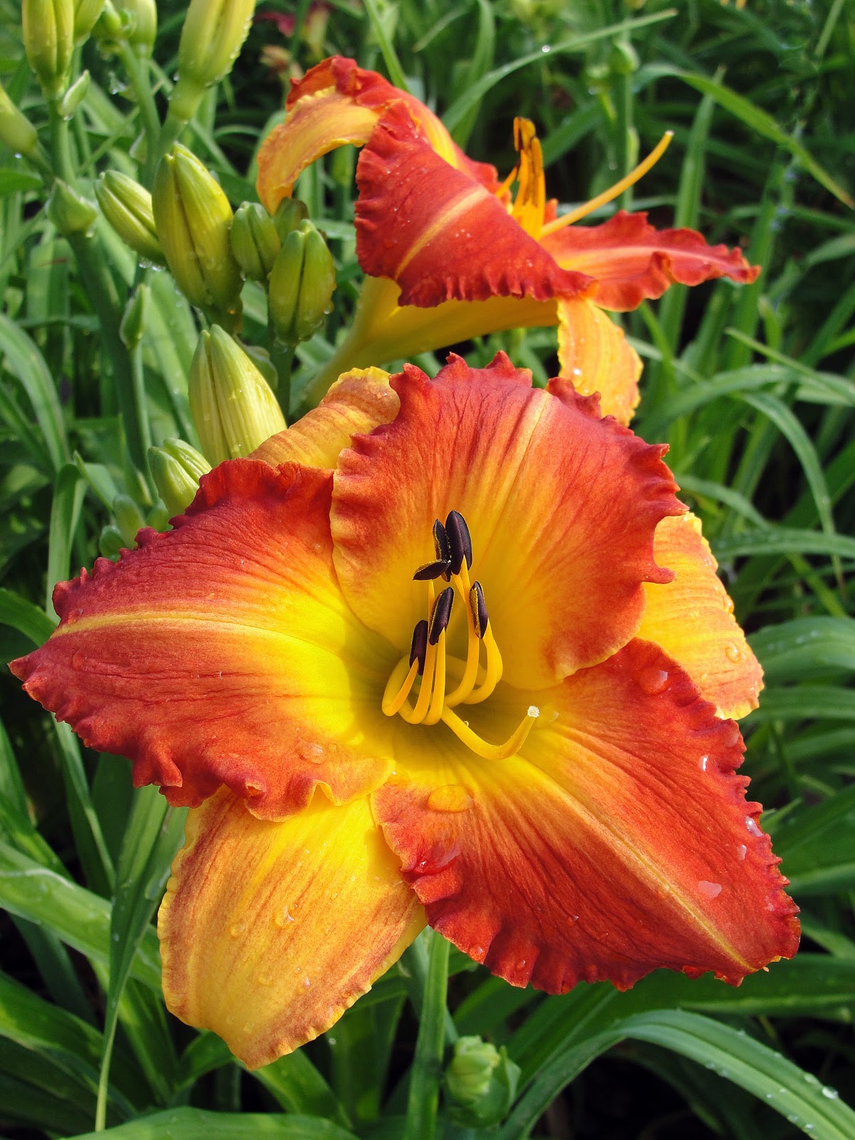 Nikki Schmith Daylily Introductions | a girl and her garden - a daylily ...
