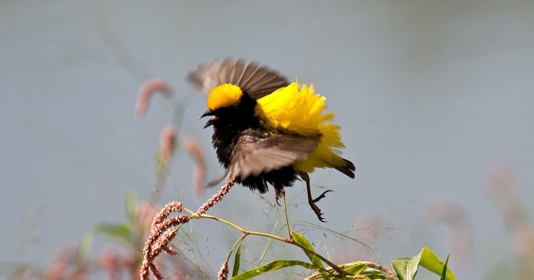 Rondebult Bird Sanctuary Diary