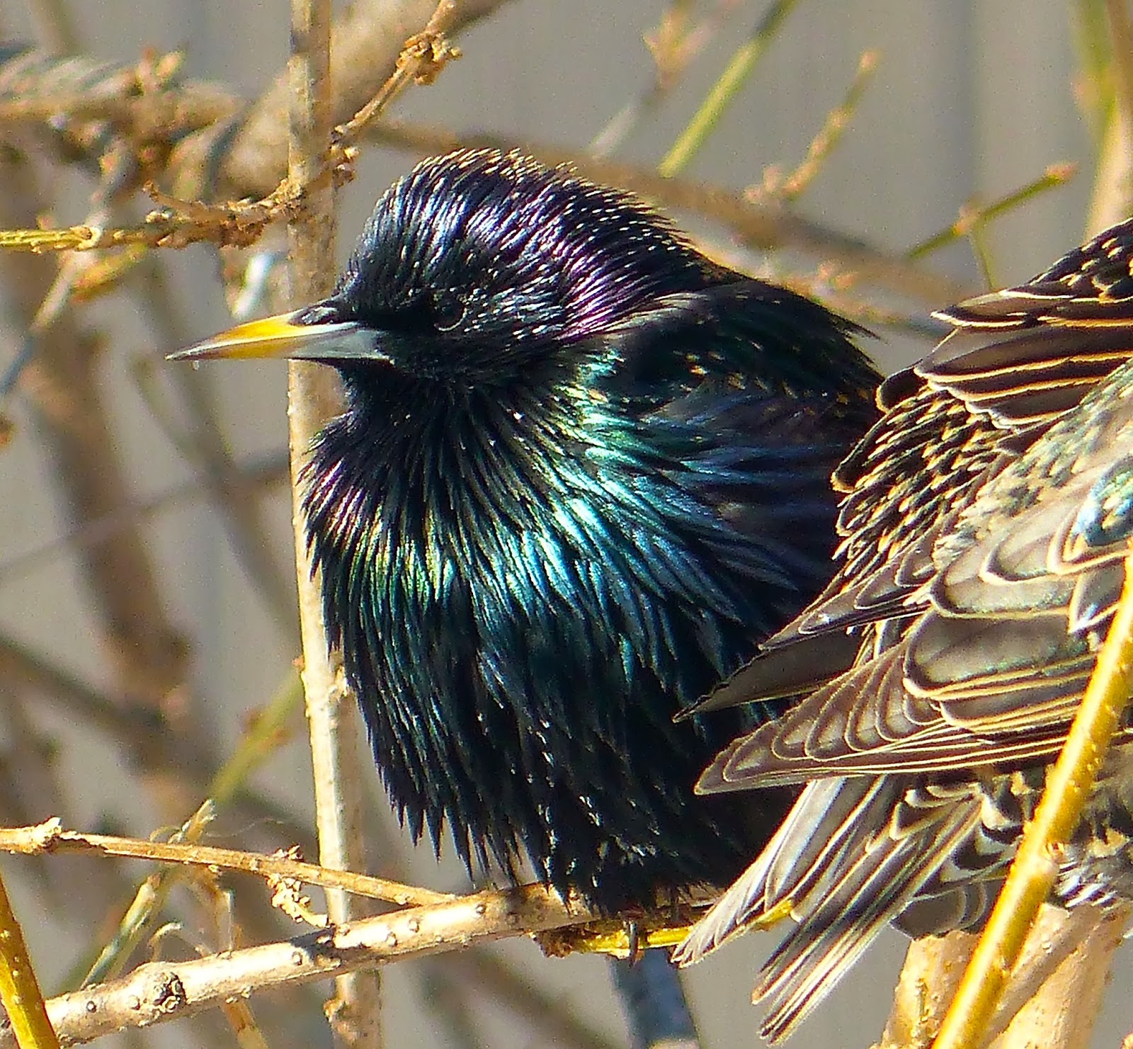Looking Up: Birds of a Feather . . . Starlings