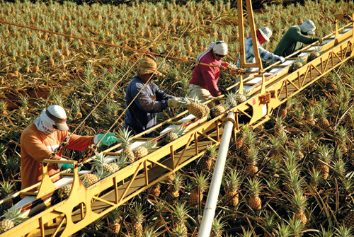 ORGANIC PINEAPPLE PRODUCTION - Kilimo Hai