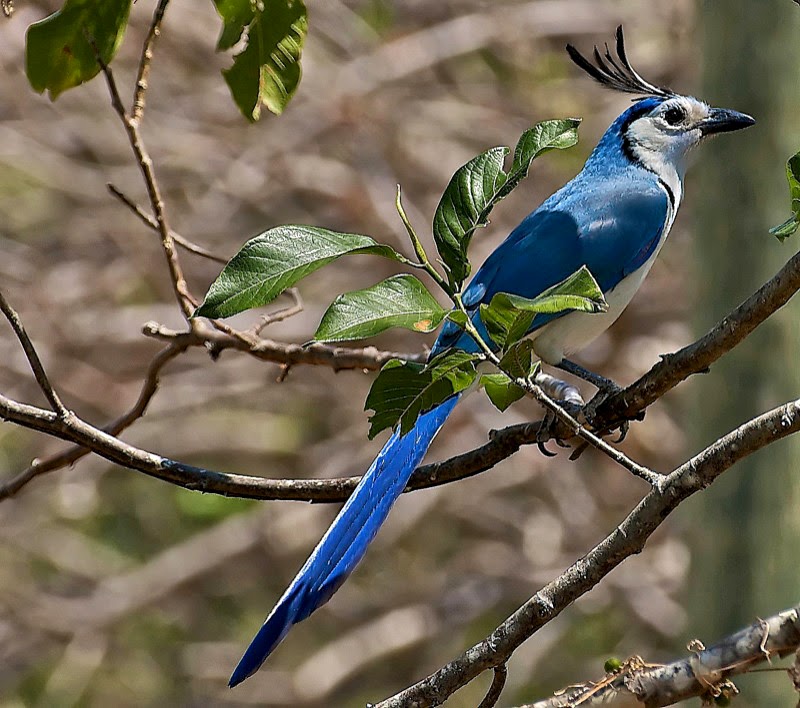 Bellas Aves de El Salvador: Calocitta formosa (Urraca copetona ...