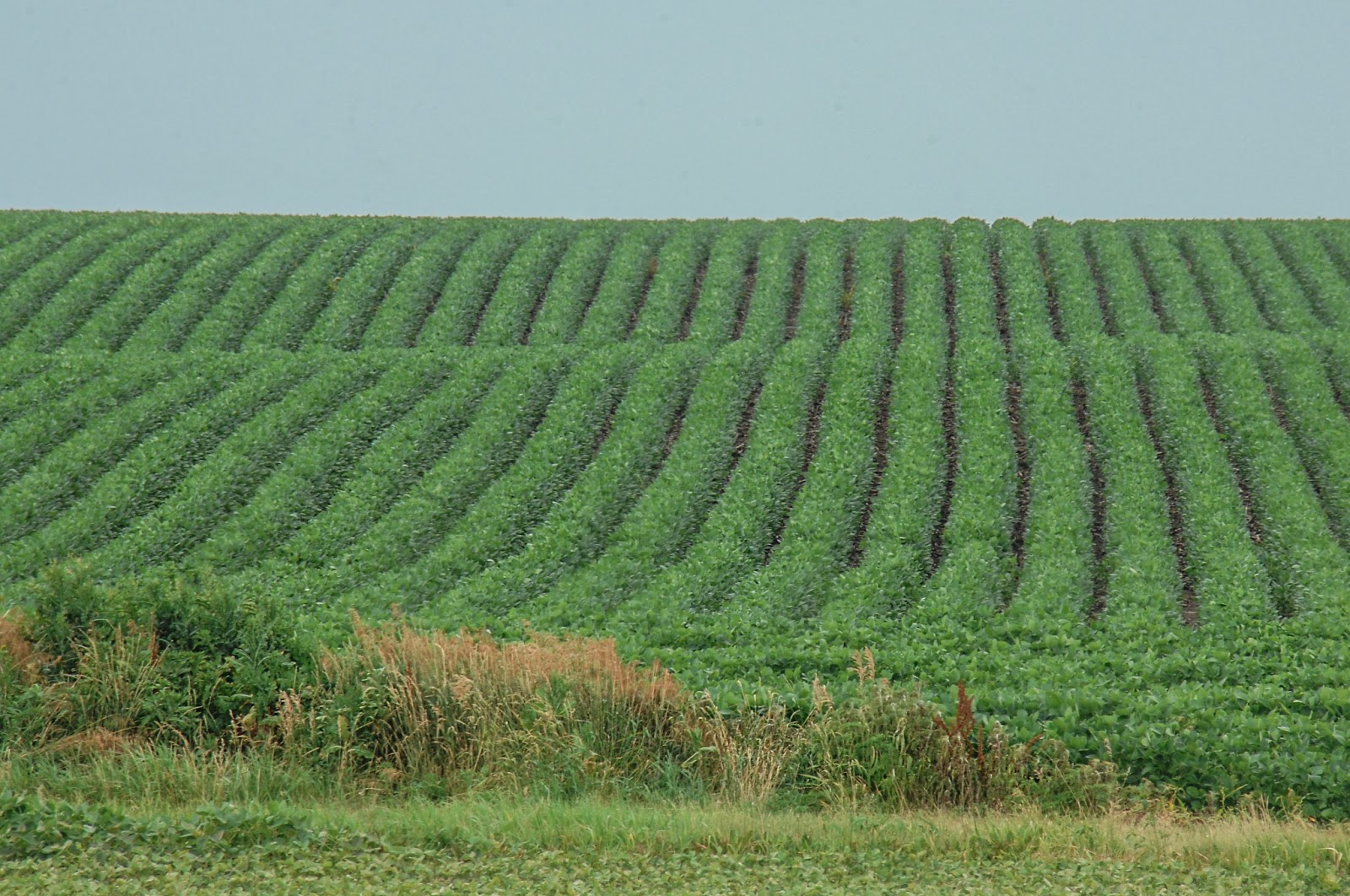 Bailey's Buddy: Crop rows defining the rural landscape Photos by Bob Kelly
