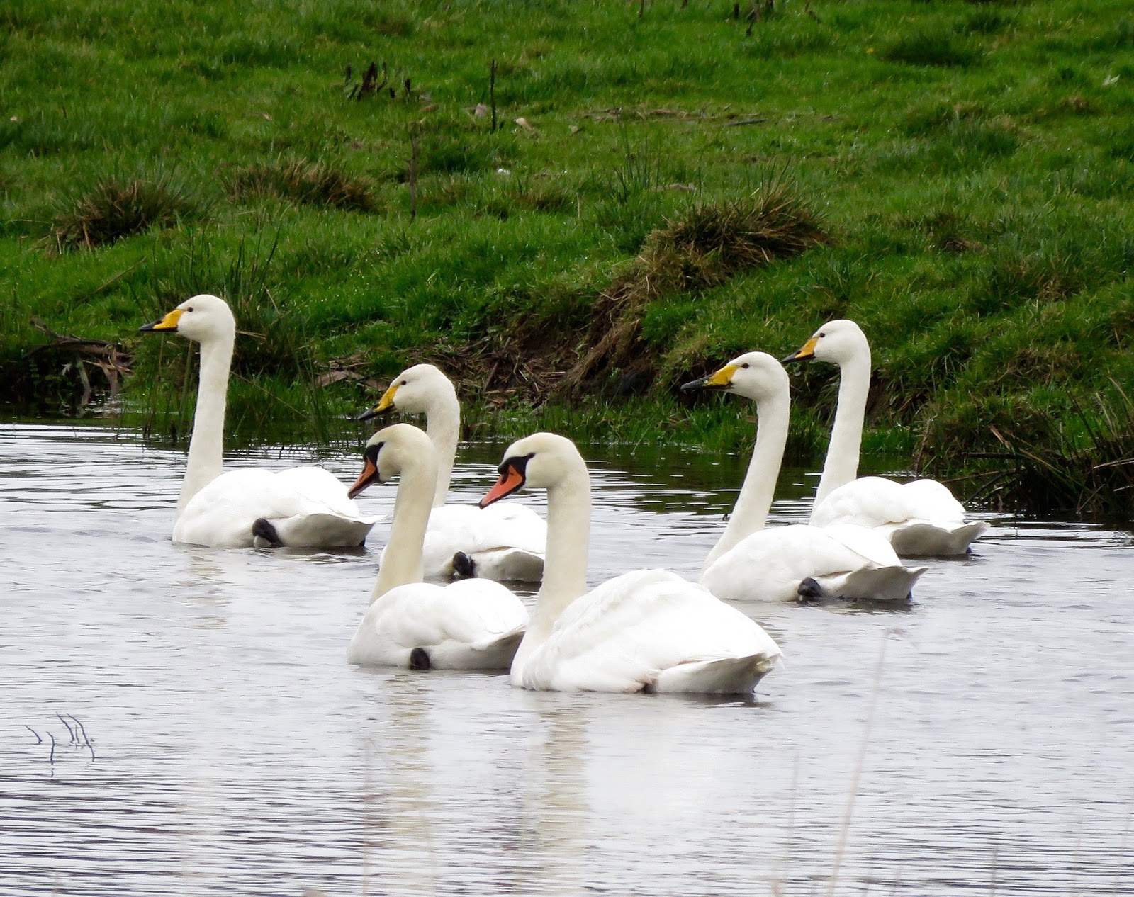 BirdWatch Ireland Cavan Branch