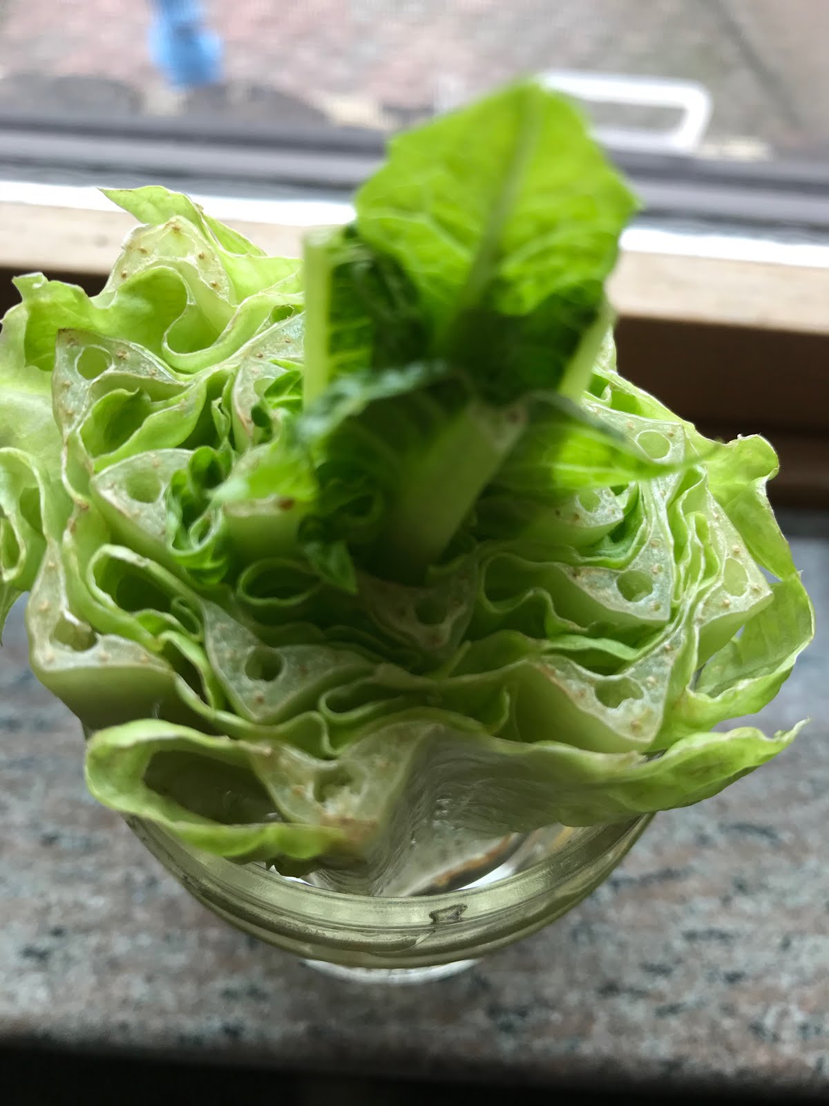 How to Re-Grow Lettuce | Julie's Creative Lifestyle