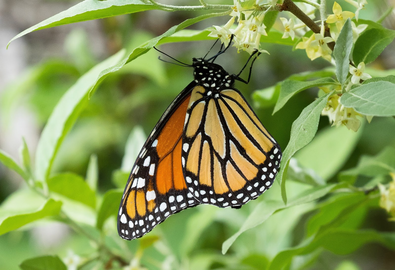 Pixie Birding: Michigan Birding Trip Report - Day 2 (Saturday 26th May ...