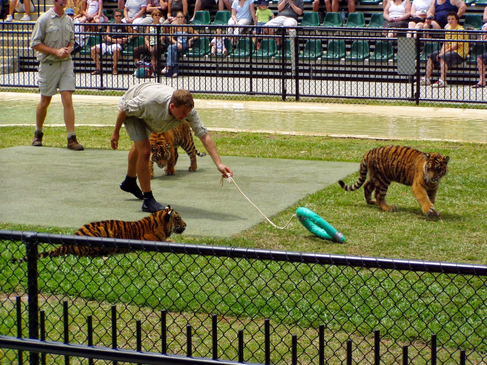 Home for Homeless - Project Tiger - Save Them: Comparison of Zoo