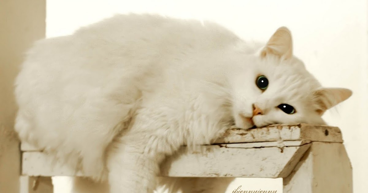 Bored | Animal Photography by Jennifer Moore