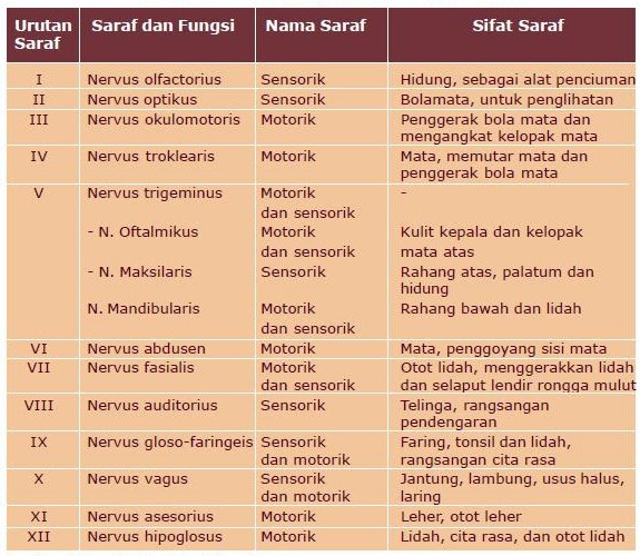 Hadijah Menulis Sistem Saraf Tepi