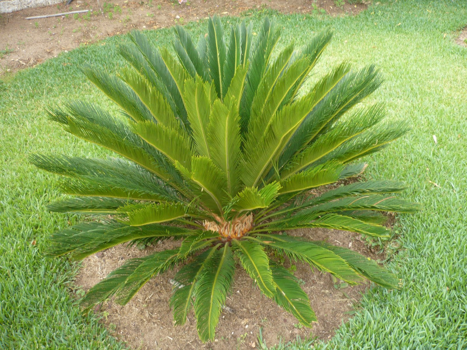 Espaço do João: A beleza da SICA