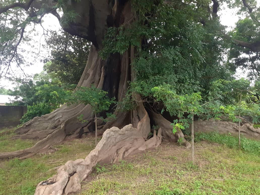 Gambia Friends: Trees in The Gambia