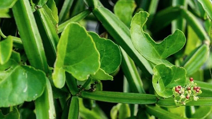 Veldt grape medicinal benefits