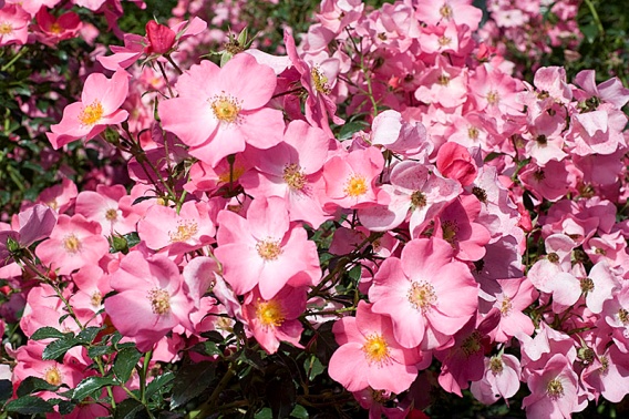 Madeira Rose Garden-English: Modern Garden Roses