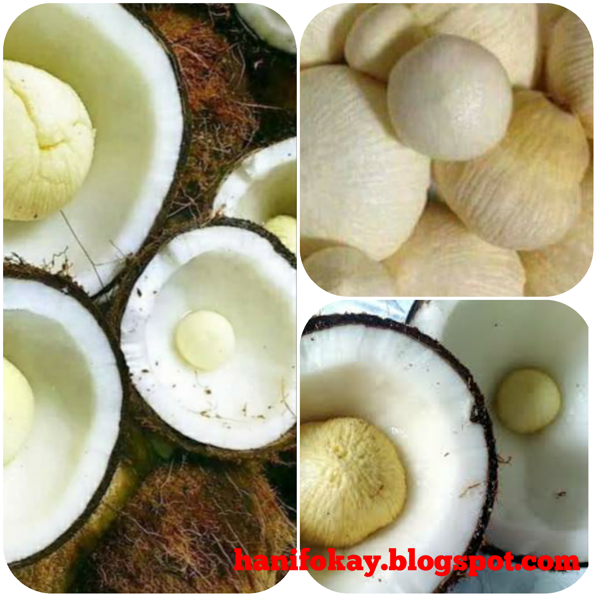 Manfaat Tumbung Kelapa terhadap tubuh kita ~ Hanif Okay