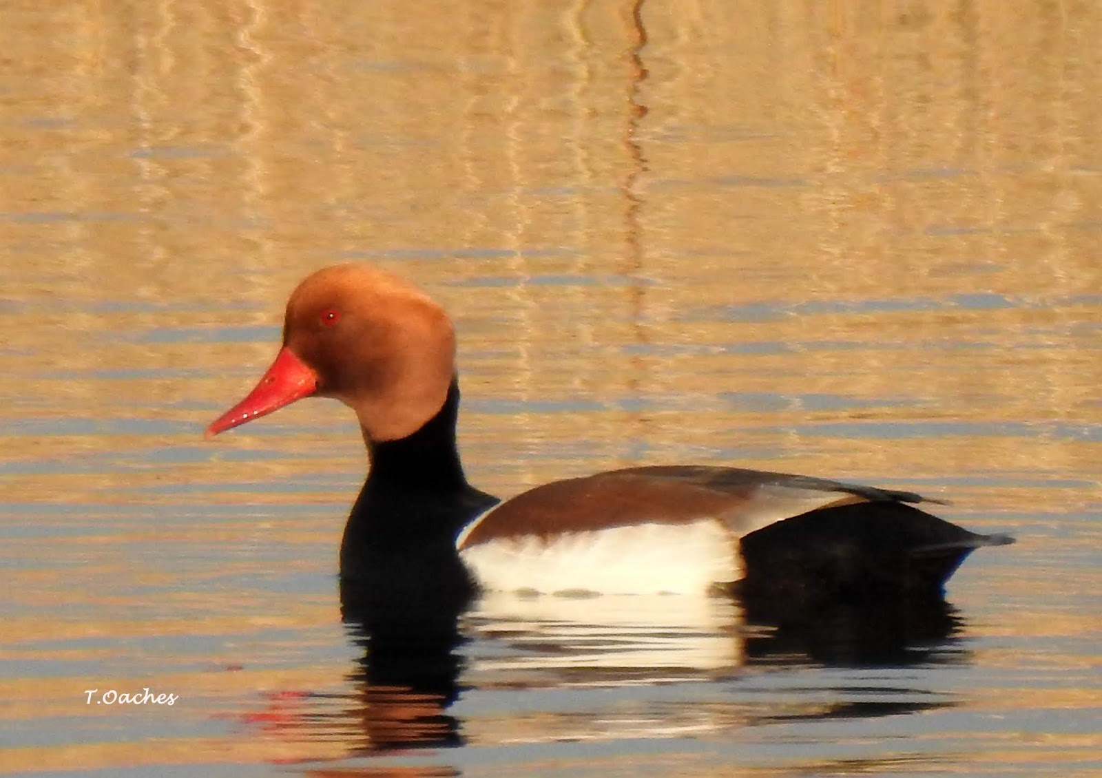PASARI DIN ROMANIA: RATA CU CIUF, Netta rufina