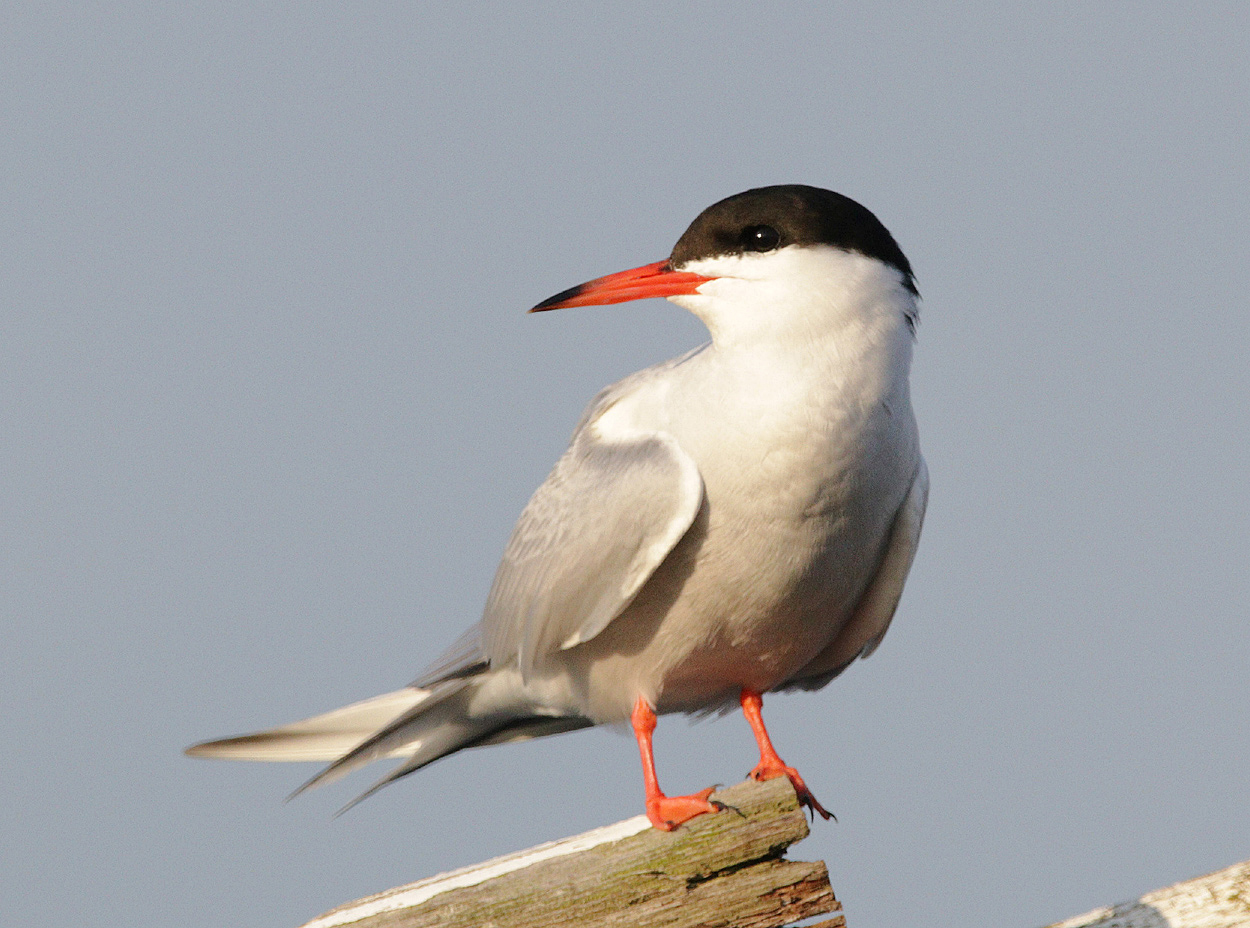 Another Bird Blog: One Good Tern
