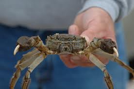 A View from the Beach: Unwanted: Crabs with Fur!