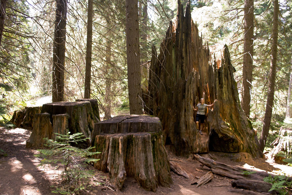 No Fixed Address: Big Stumps trail