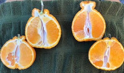 Gardening : My Sumo seedling and Shiranui fruit tasting 2021