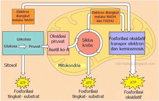 BIOLOGI GONZAGA: GLIKOLISIS PEMECAHAN GLUKOSA MENJADI ASAM PIRUVAT