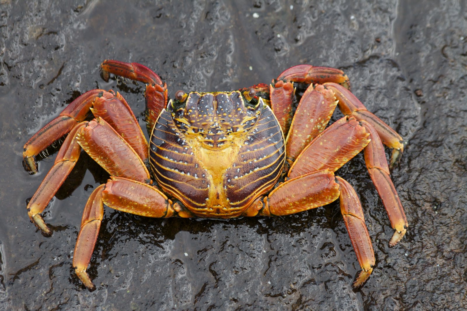 Photography - Galapagos Photos ©Robert Nemy: Galapagos - Lava Lizards ...