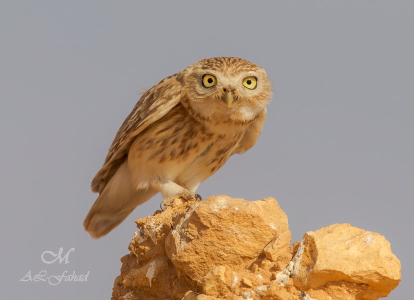 Birds of Saudi Arabia: Lilith Owlet near Zulfi – Bird records by Mansur ...