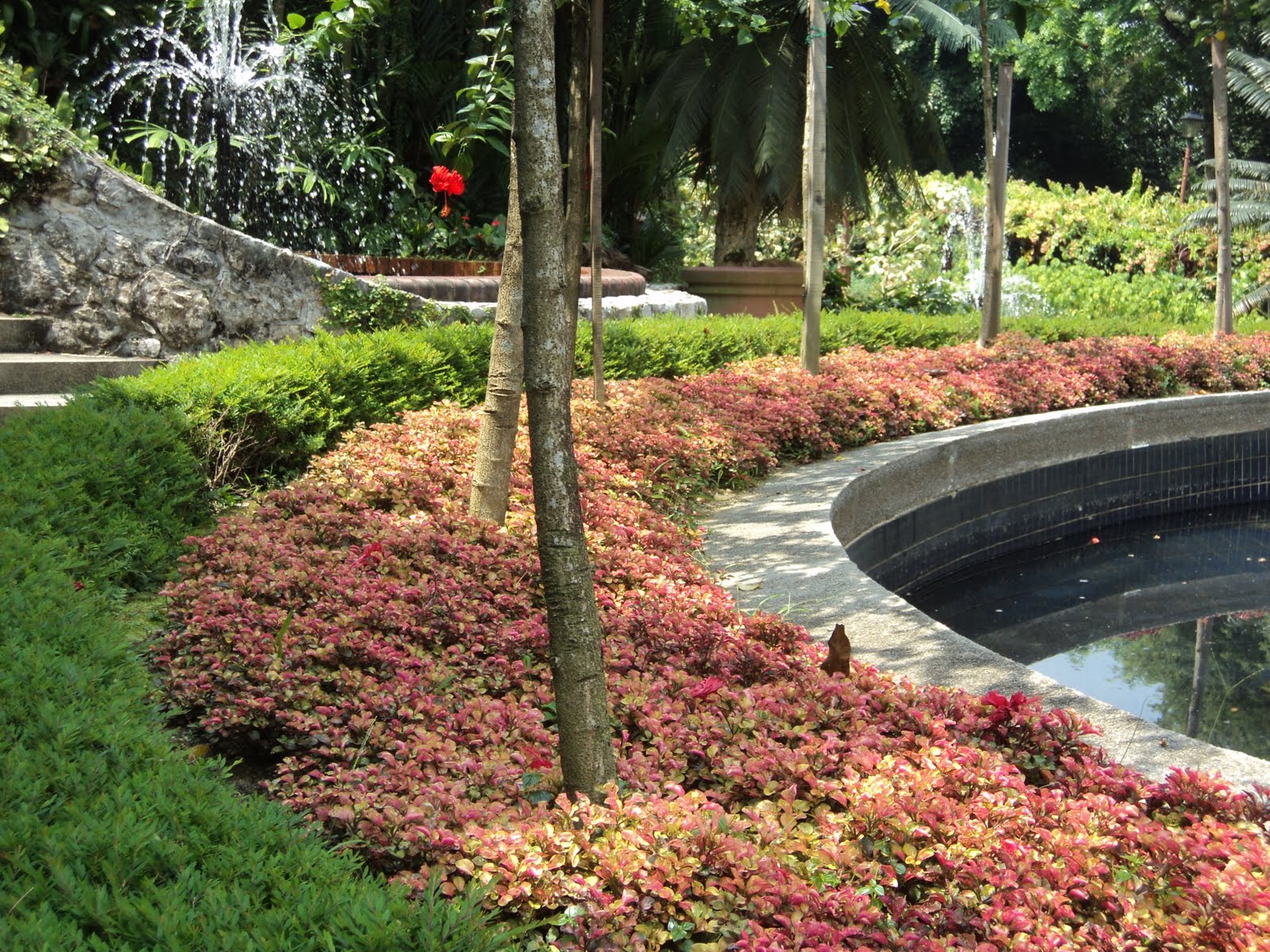 Laman Kambatik Plants list (3rd ed.): Alternanthera ficoidea (Parrot ...