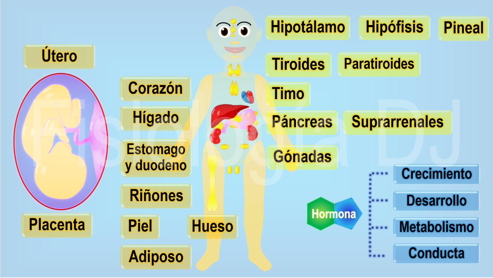 Fisiología DJ: Fisiología: Introducción al sistema endocrino