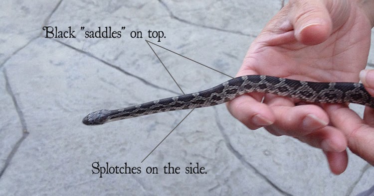 Red and the Peanut: Surprise! A baby Black Rat Snake in the house...