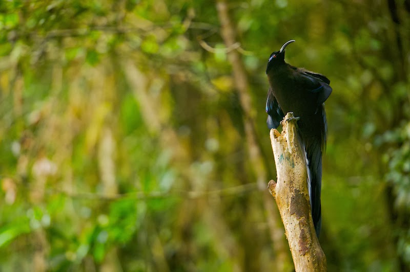Most Terrifying & Amazing Creatures on Earth....: Black Sicklebill Bird ...